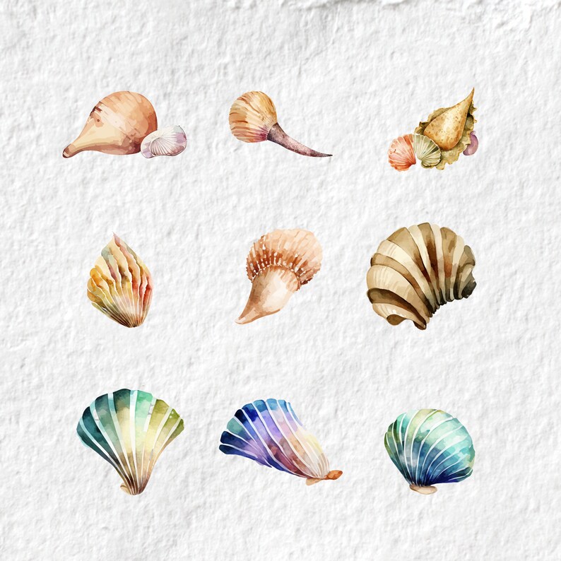 Seashell Watercolor Clipart Cute Shell Sea Life Animal - Etsy