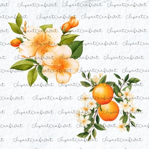 Orange Fruit Blossom Clipart, Citrus Orange Fruit Clipart, Botanical ...