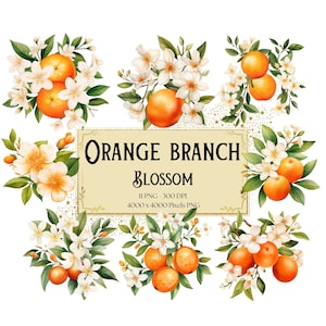 Orange Fruit Blossom Clipart, Citrus Orange Fruit Clipart, Botanical ...