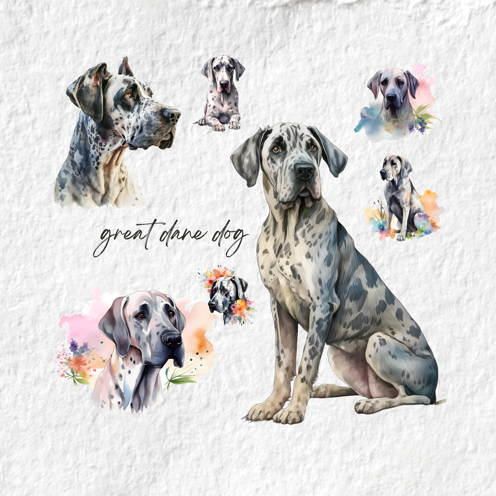 Baby Great Dane