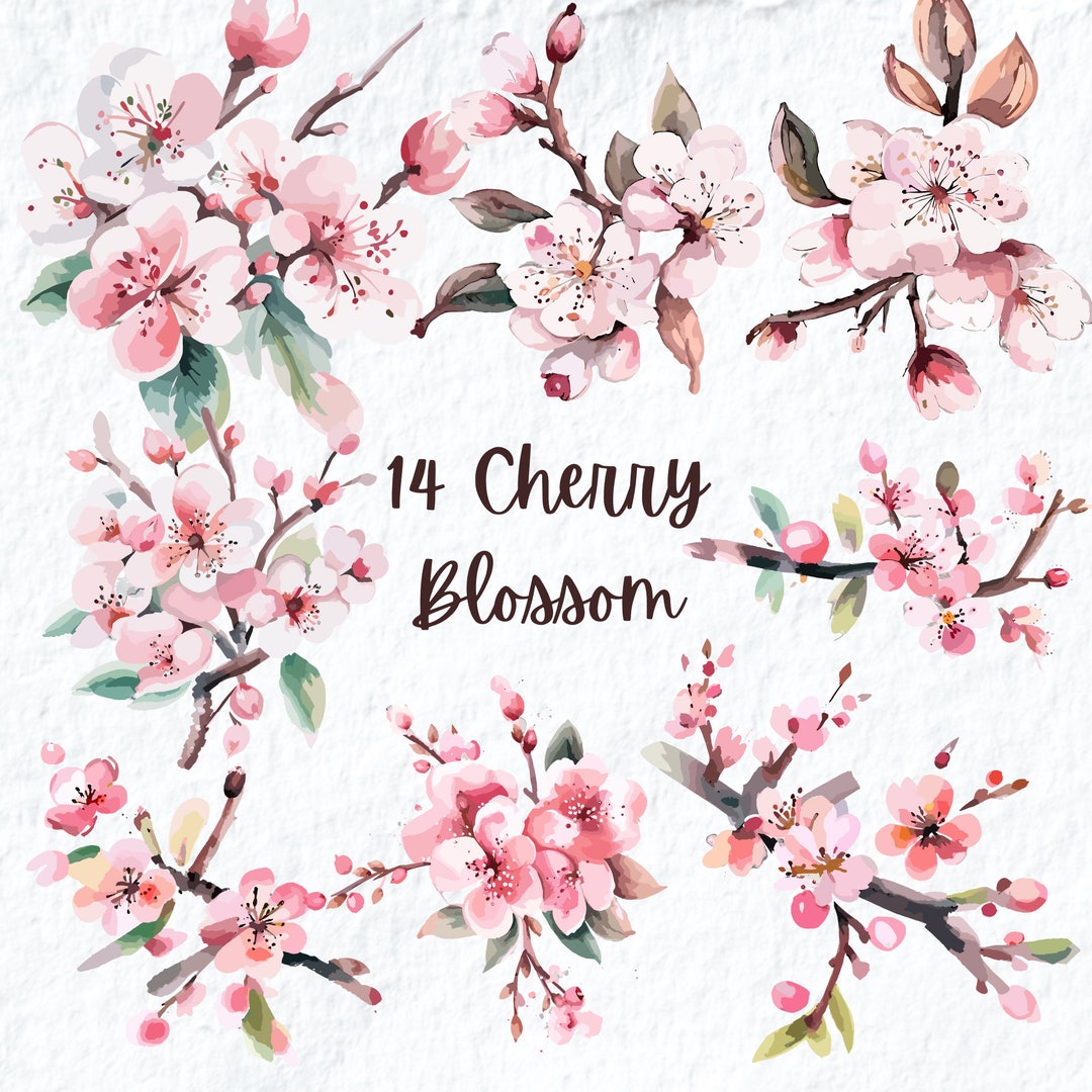 Cherry Blossom Flower Clipart, Scenery Floral Cherry Clipart PNG, Pink ...