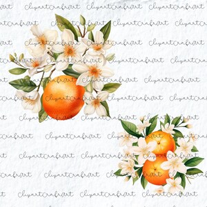 Orange Fruit Blossom Clipart, Citrus Orange Fruit Clipart, Botanical ...