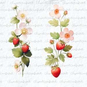 Strawberry Fruit Blossom Clipart, Strawberries Floral Clipart, Berry ...