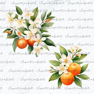 Orange Fruit Blossom Clipart, Citrus Orange Fruit Clipart, Botanical ...