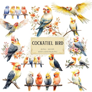 Cockatiel Bird Clipart, Floral Cockatiel Bird Clipart, Exotic Parrot ...