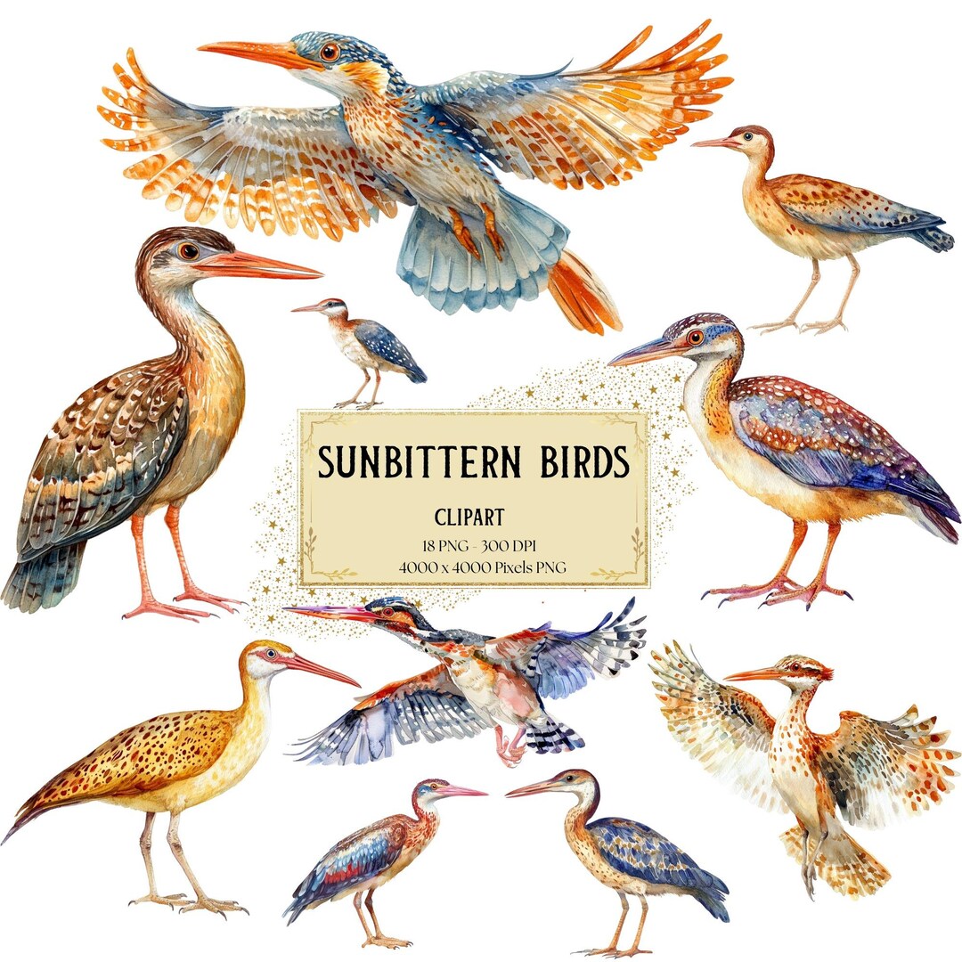 Sunbittern Bird Clipart, Sunbittern Bird Watercolor Clipart, Birthday ...