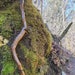 Hand Carved Wooden Staff - Etsy