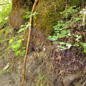 Hand Carved Wooden Staff - Etsy