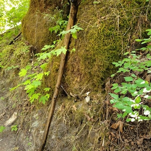 Hand Carved Wooden Staff - Etsy