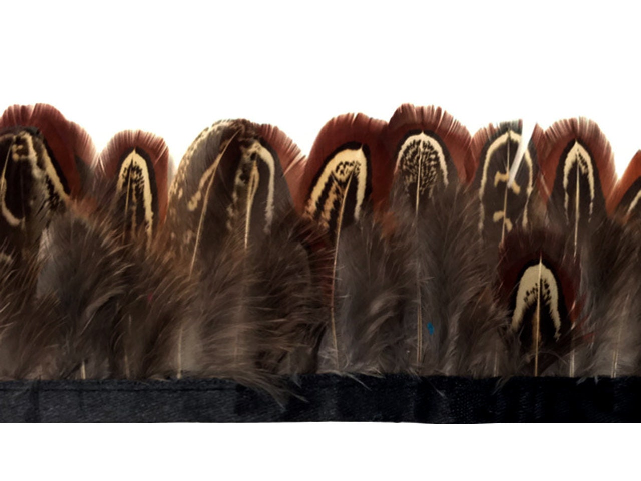 Natural Almond Ringneck Pheasant Feather Trim | Feather Fringes ...