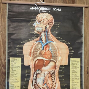 Anatomy Lithography Map, NOS Map, Anatomy Map, School Map, Antique Map ...