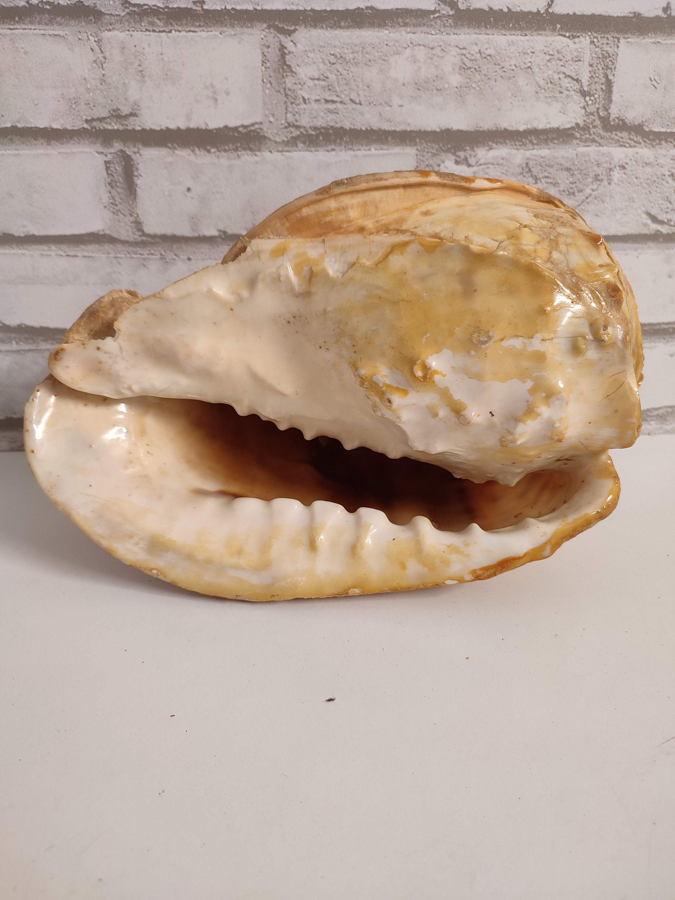 Vintage Natural Ocean Shell Giant Sea Shell Huge Striped - Etsy