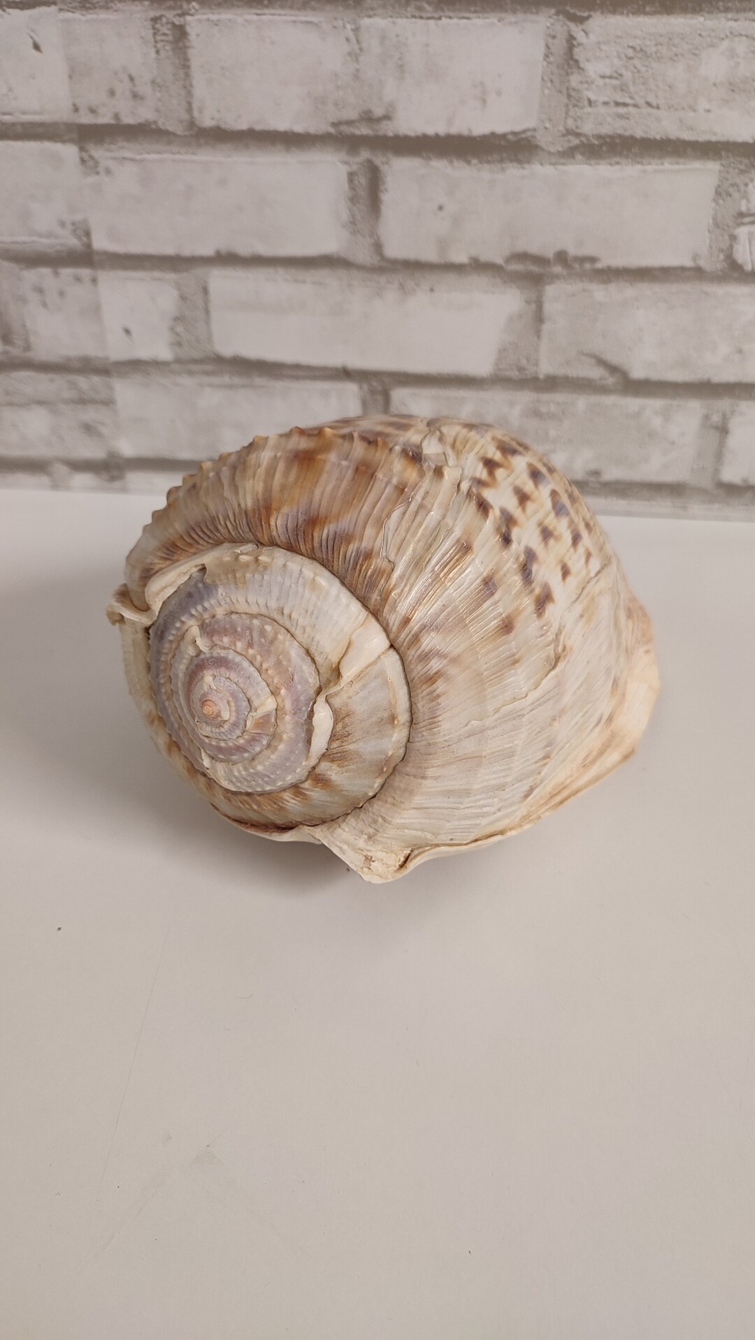 Vintage Natural Ocean Shell, Giant Sea Shell, Huge Striped Shell, Large ...