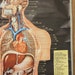 Anatomy Lithography Map, NOS Map, Anatomy Map, School Map, Antique Map ...