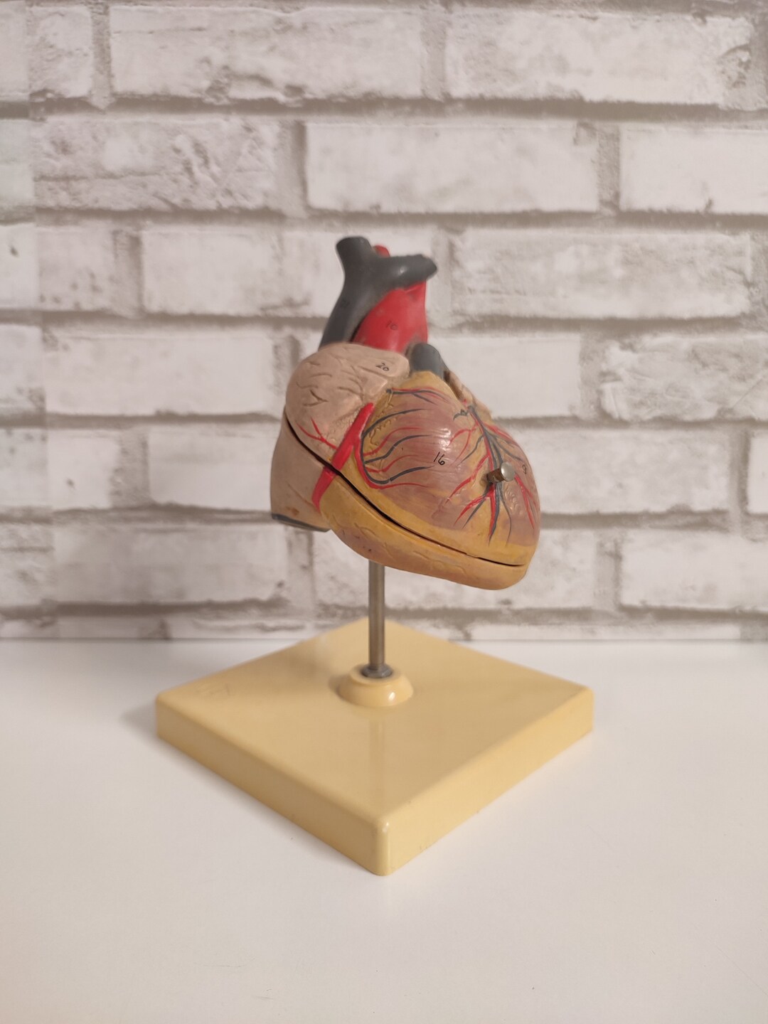 Human Heart Anatomical Model Medical Study Model Cardiology - Etsy