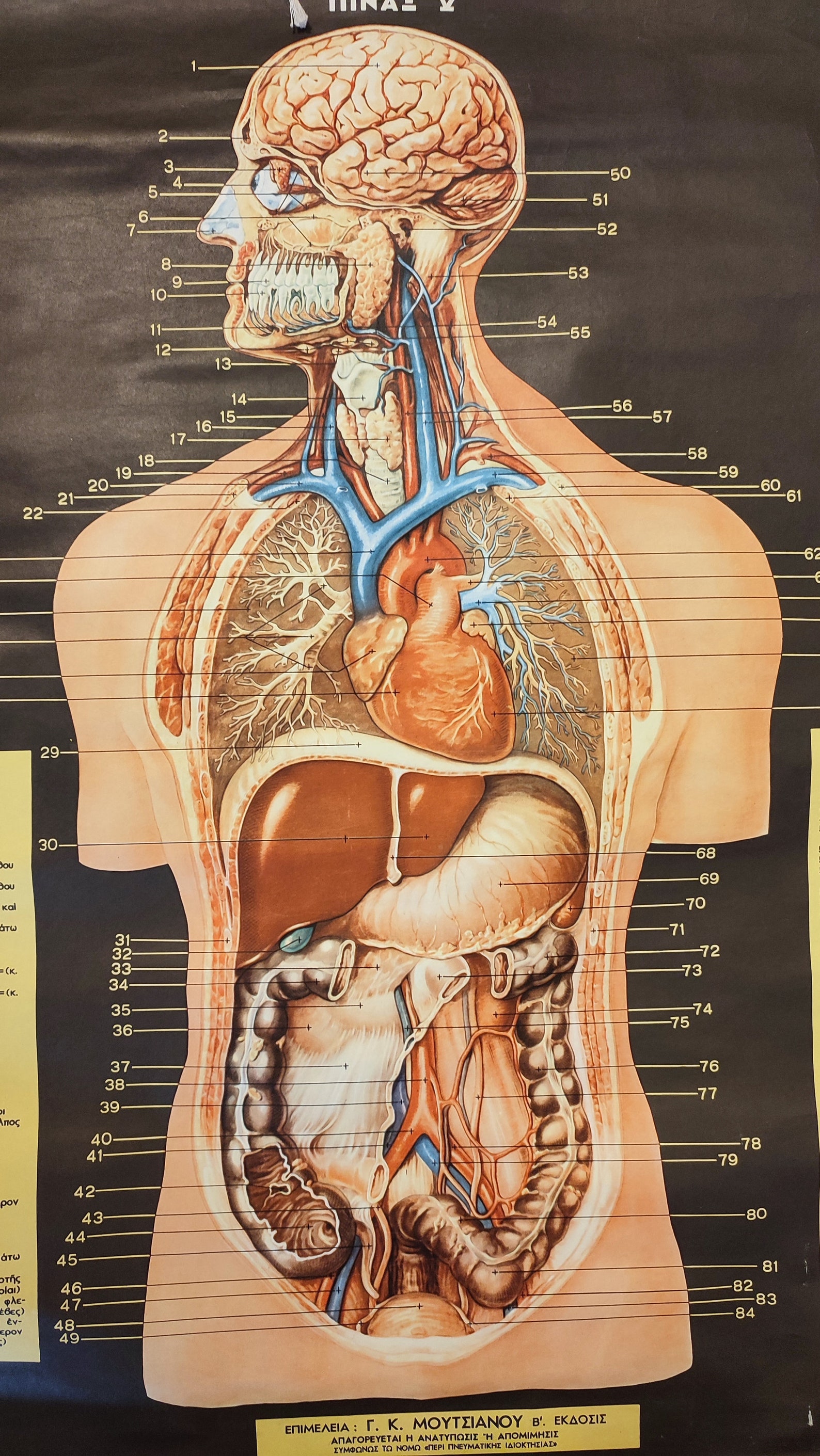 Anatomy Lithography Map, NOS Map, Anatomy Map, School Map, Antique Map ...