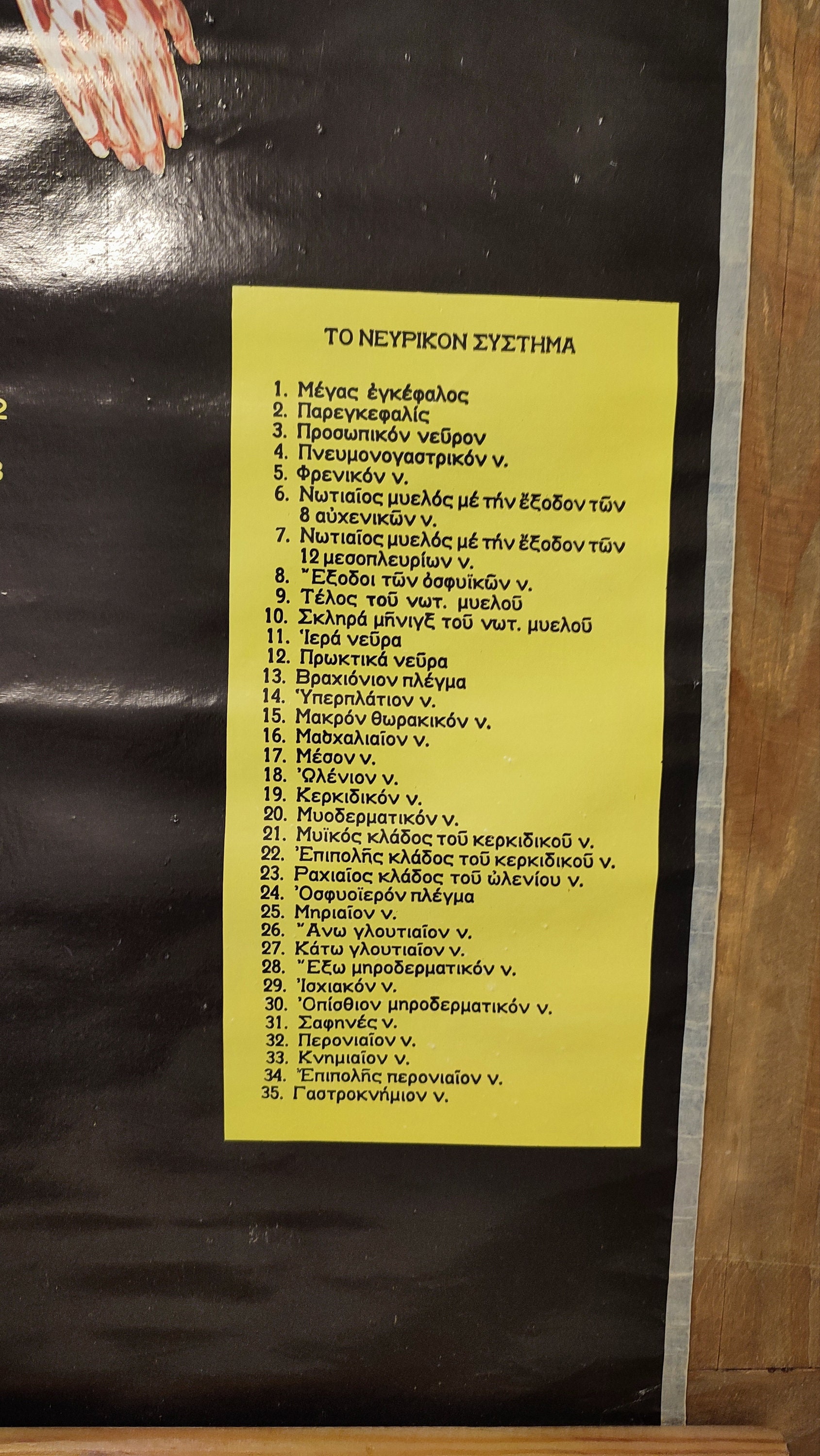 Anatomy Lithography Map, NOS Map, Anatomy Map, School Map, Antique Map ...