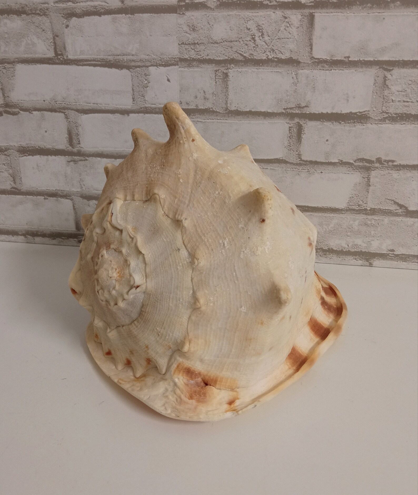 Vintage Natural Ocean Shell, Giant Sea Shell, Huge Striped Shell, Large ...