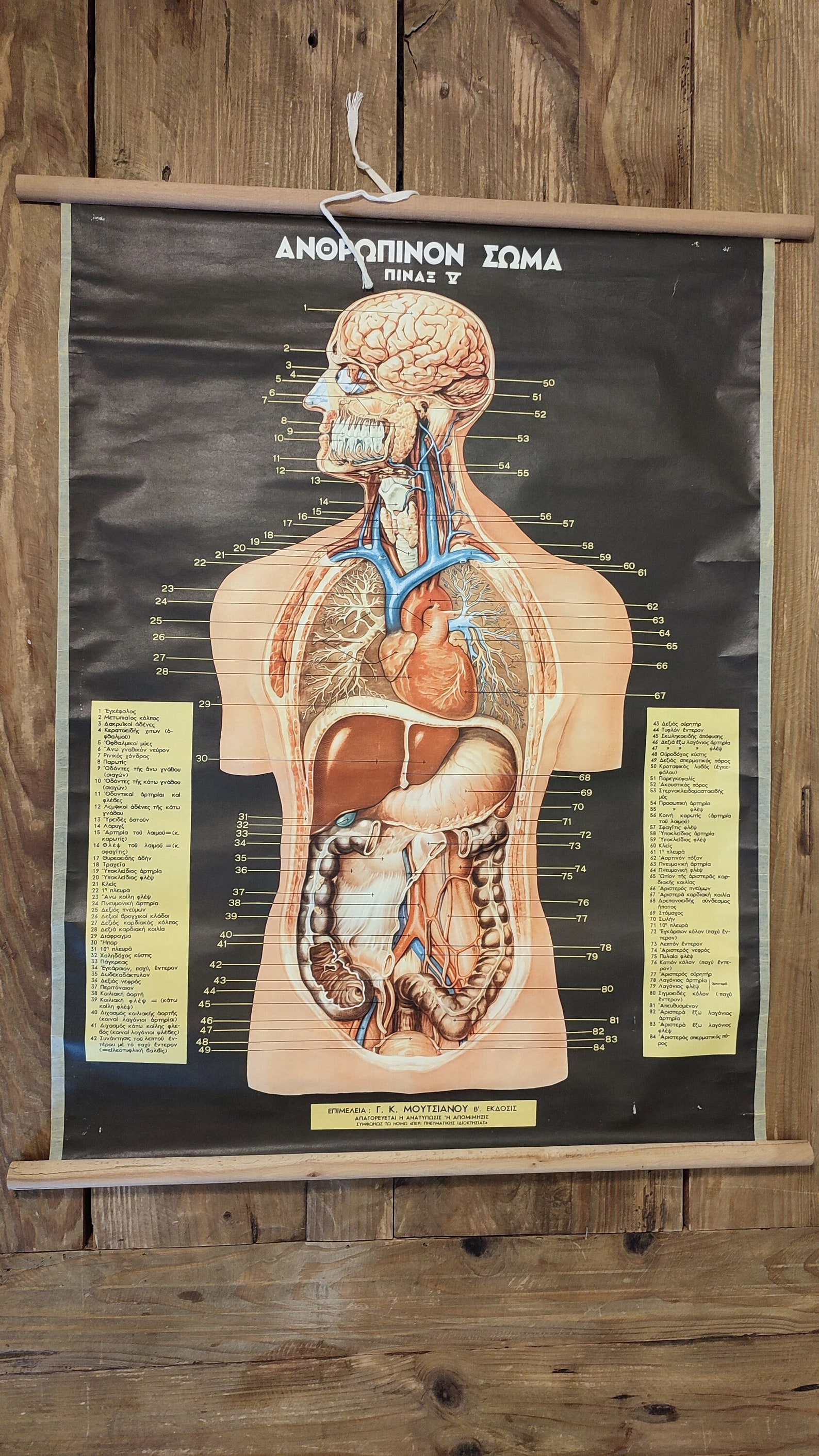 Anatomy Lithography Map, NOS Map, Anatomy Map, School Map, Antique Map ...