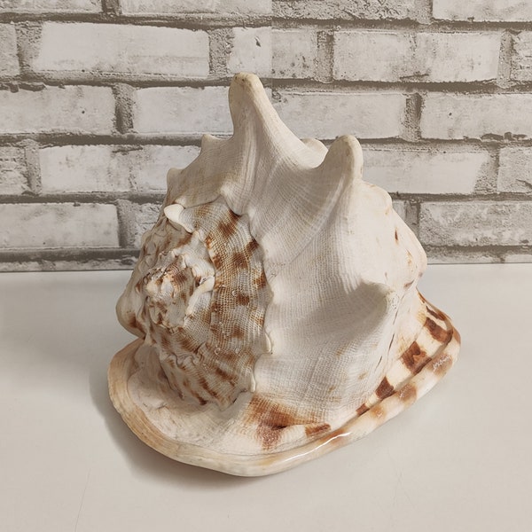 Sea Shell Decorations - Etsy