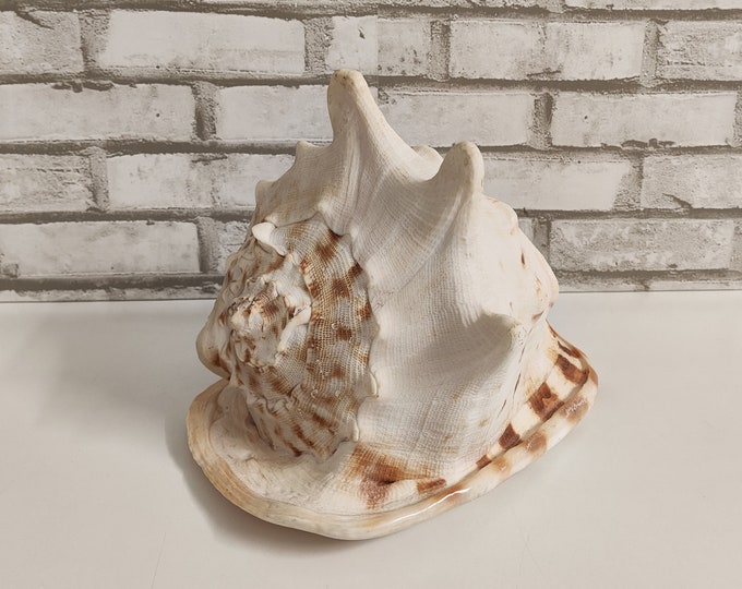 Large Natural Queen Conch Shell Cassis Cornuta, Large Sea Snail Horn ...