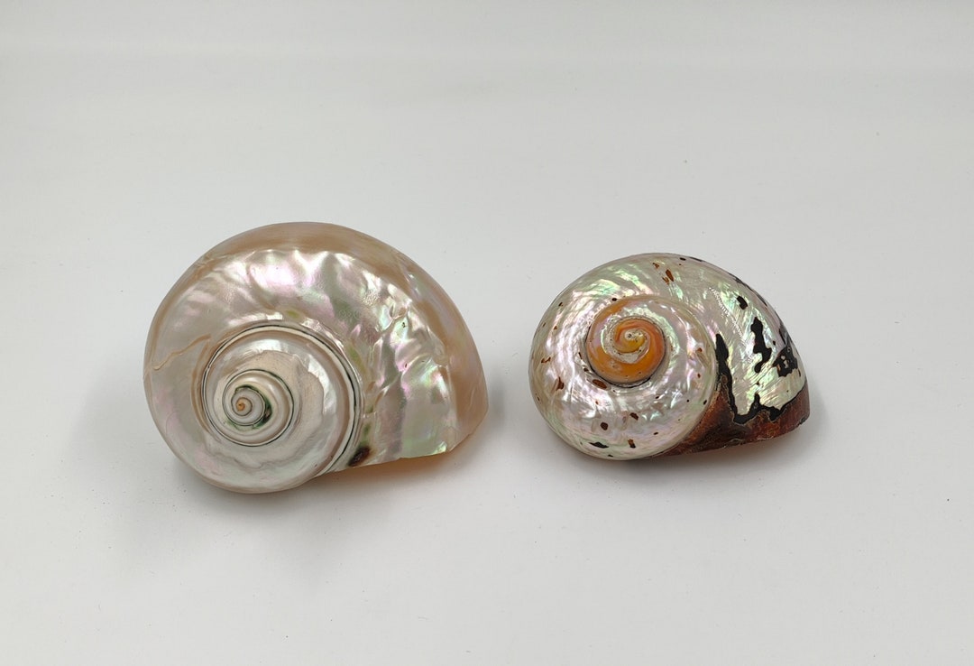 Seashells Lot, Pearl Turbo Satin Seashell Marmoratus 4' & Turbo ...