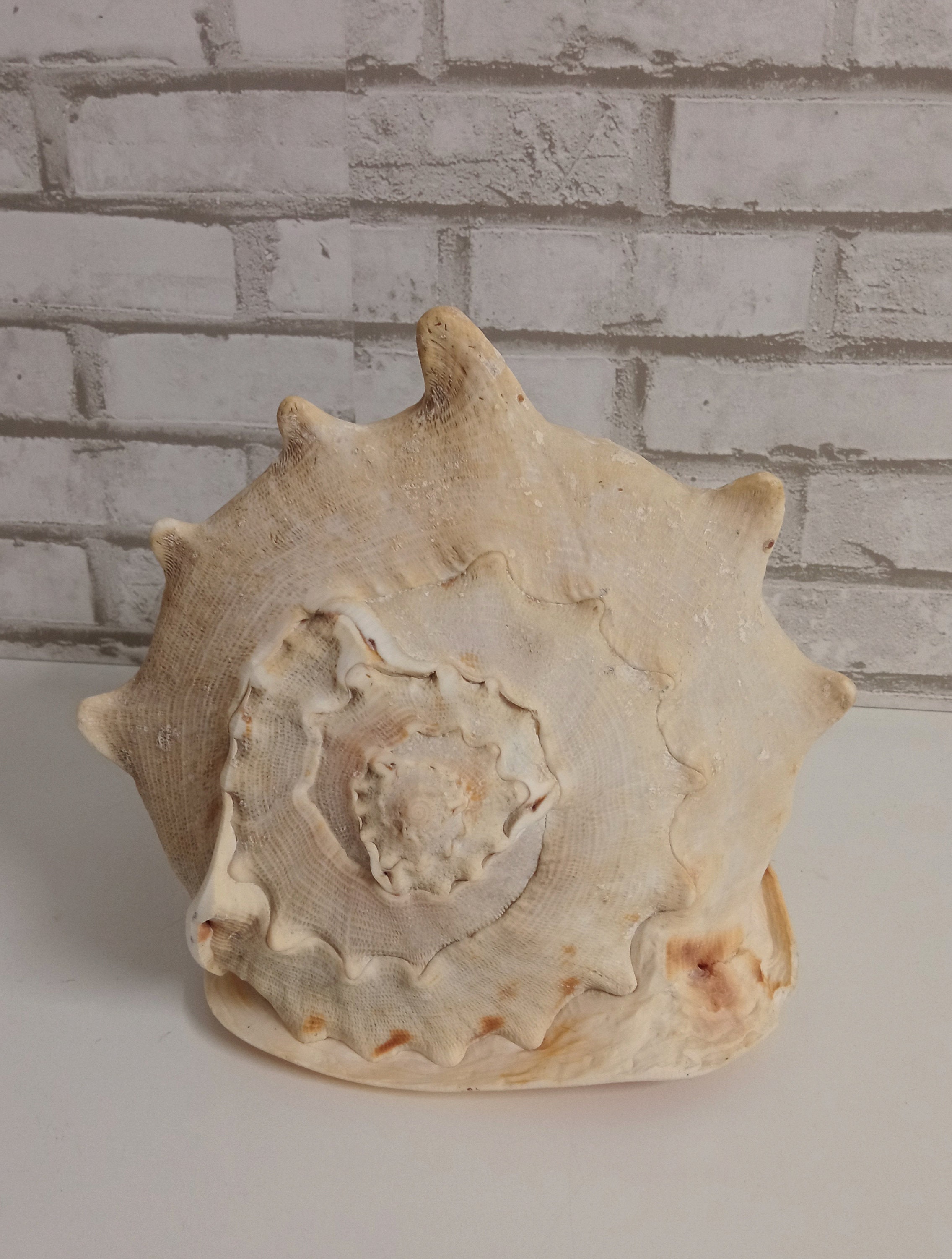 Vintage Natural Ocean Shell, Giant Sea Shell, Huge Striped Shell, Large ...