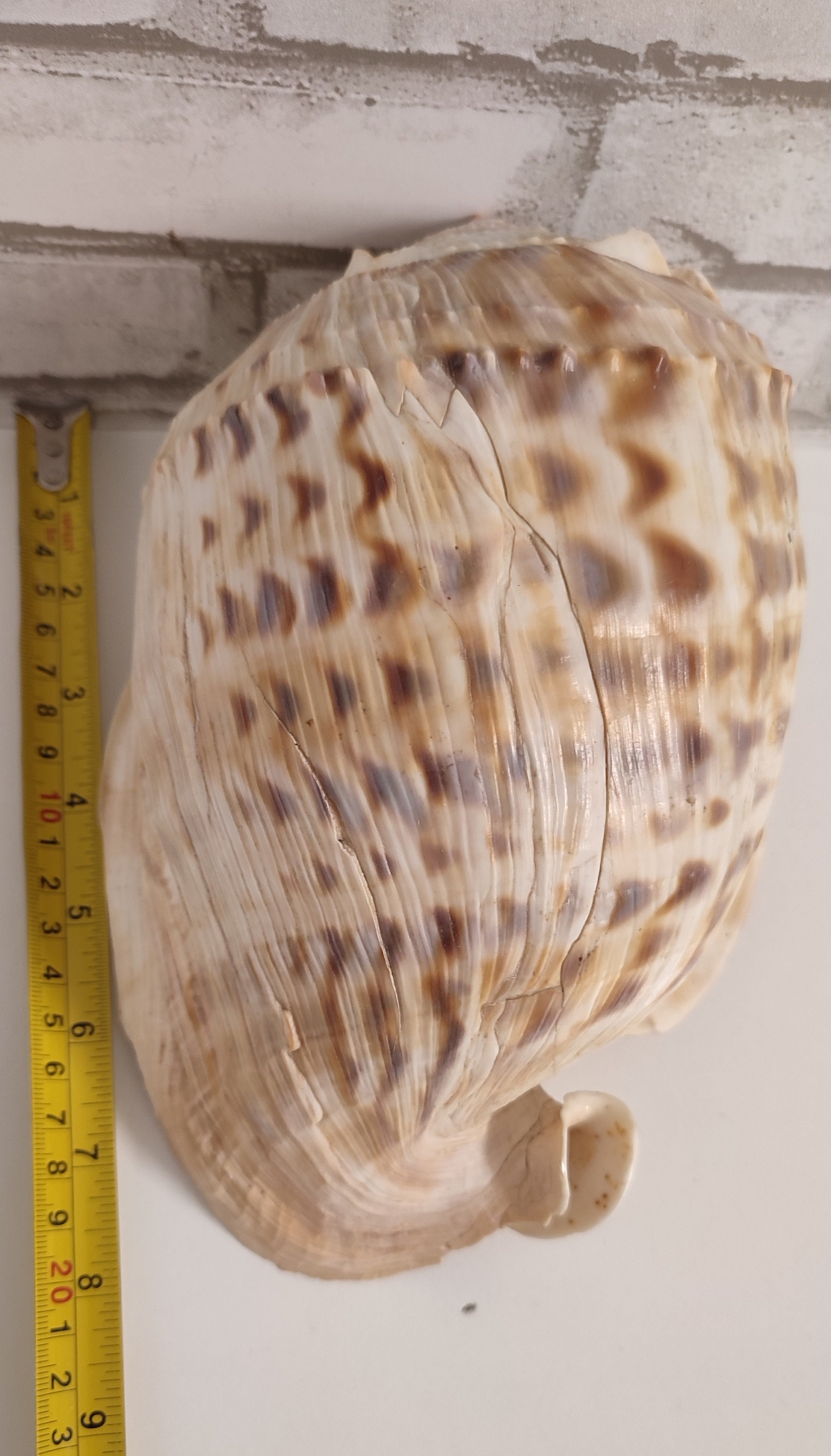 Vintage Natural Ocean Shell, Giant Sea Shell, Huge Striped Shell, Large ...