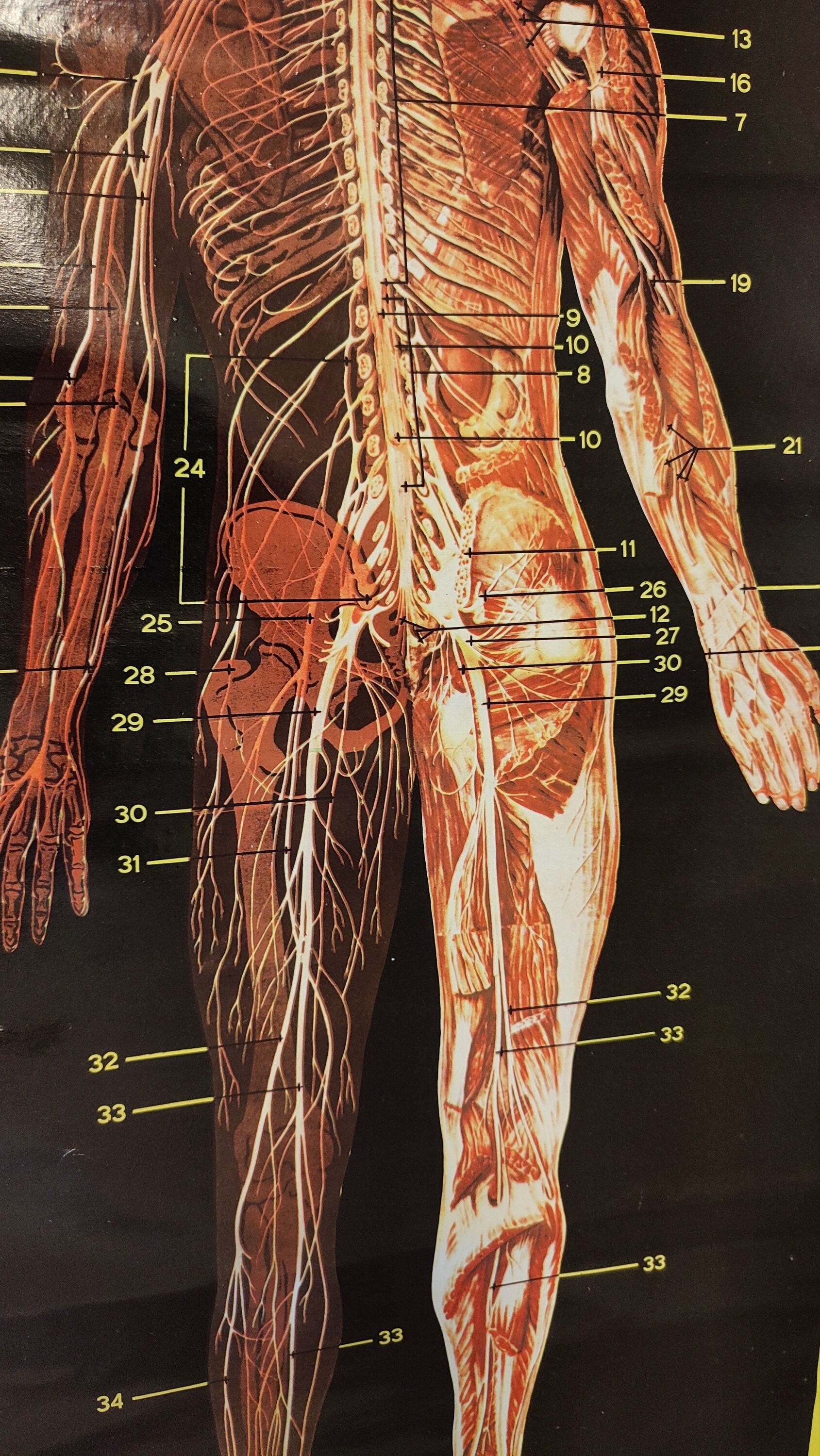 Anatomy Lithography Map, NOS Map, Anatomy Map, School Map, Antique Map ...