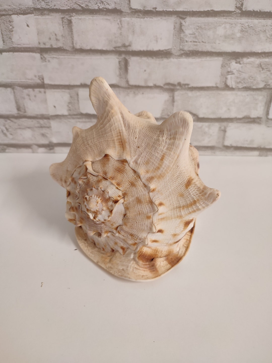 Vintage Natural Ocean Shell, Giant Sea Shell, Huge Striped Shell, Large ...