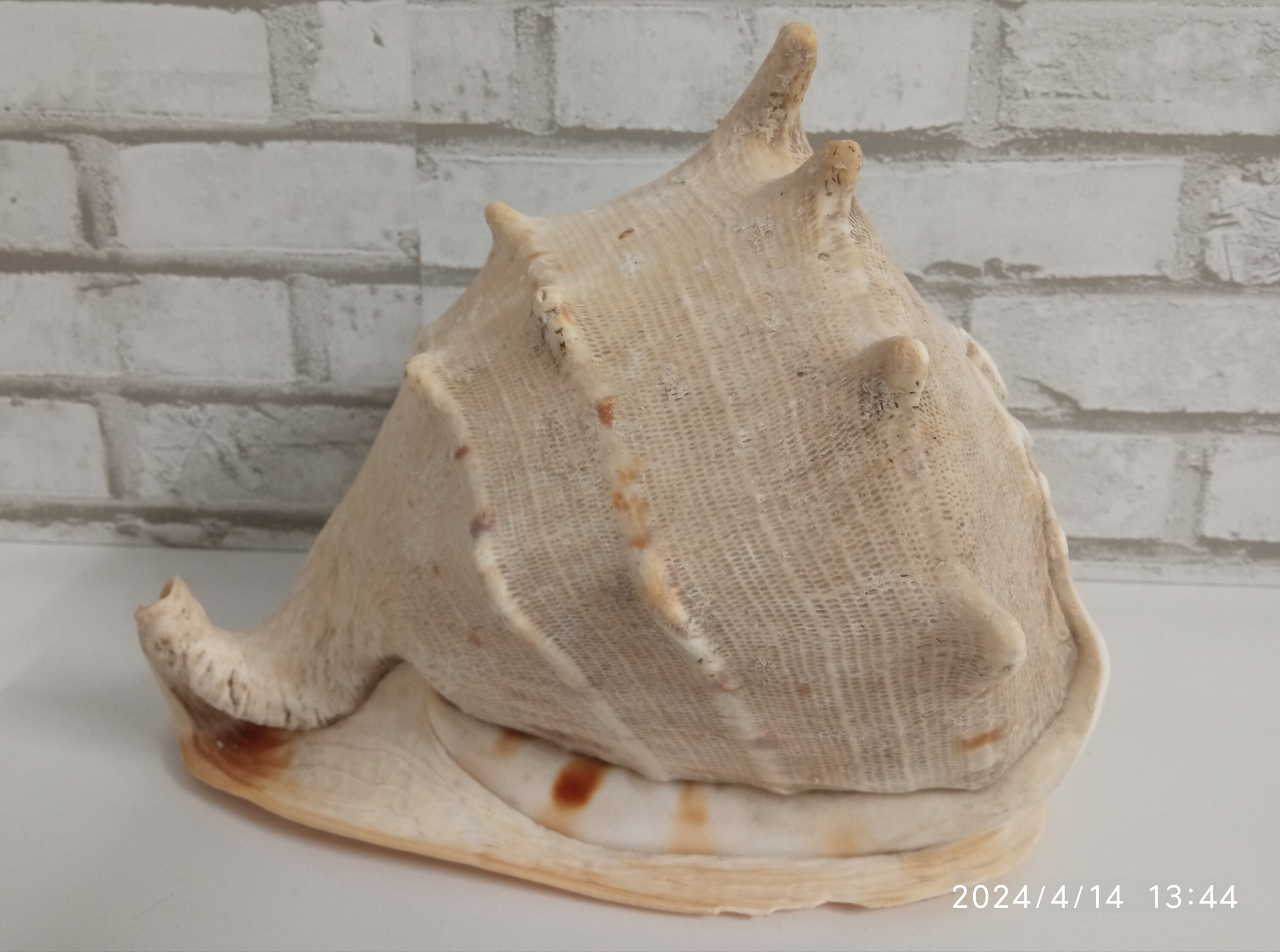 Vintage Natural Ocean Shell, Giant Sea Shell, Huge Striped Shell, Large ...