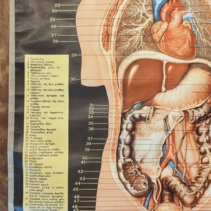 Anatomy Lithography Map, NOS Map, Anatomy Map, School Map, Antique Map ...