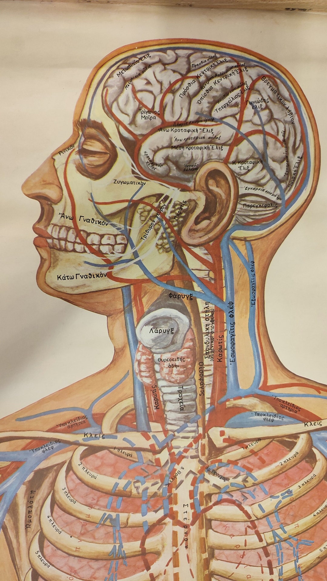 Anatomy Lithography Map, NOS Map, Anatomy Map, School Map, Antique Map ...