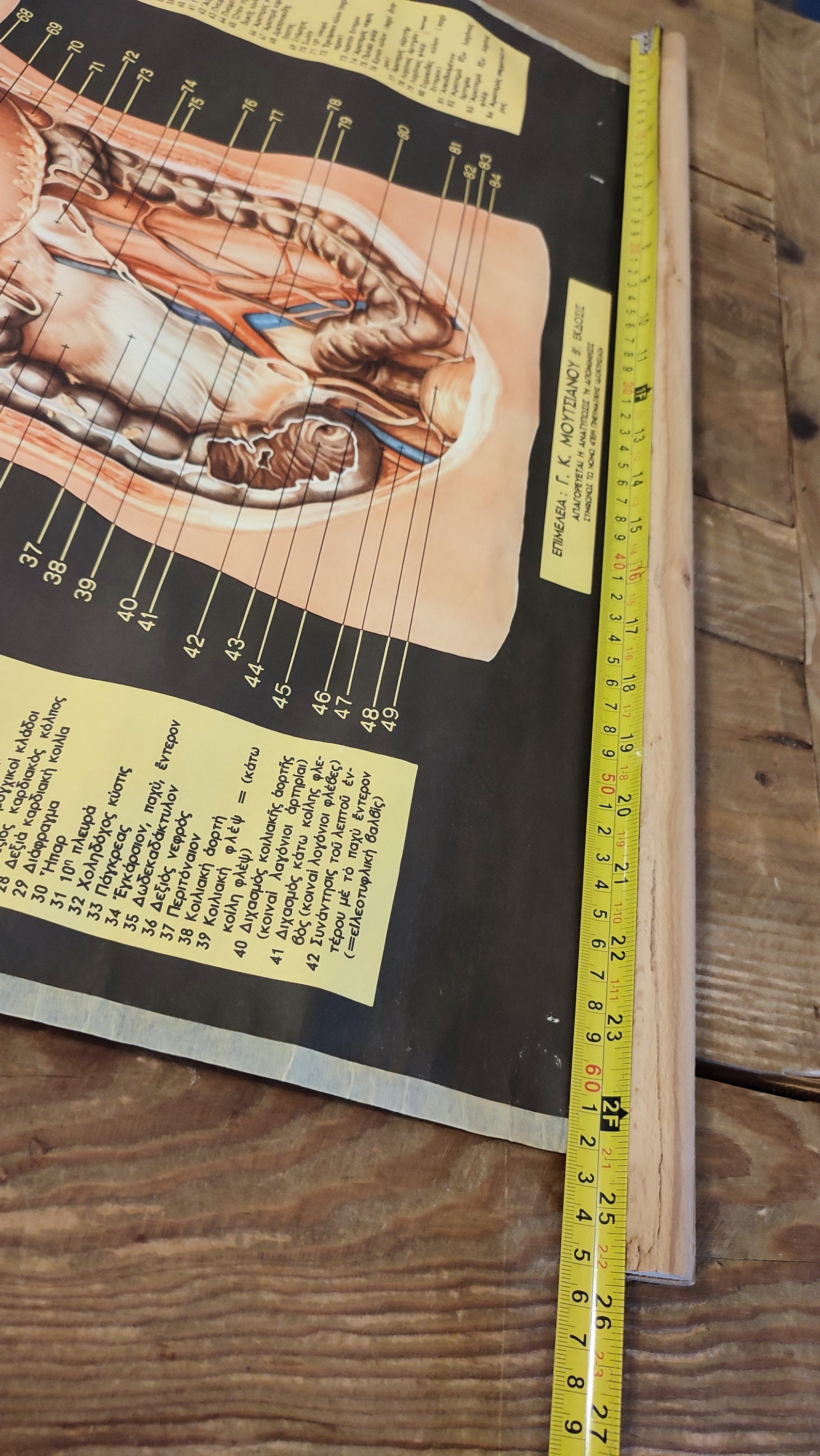 Anatomy Lithography Map, NOS Map, Anatomy Map, School Map, Antique Map ...