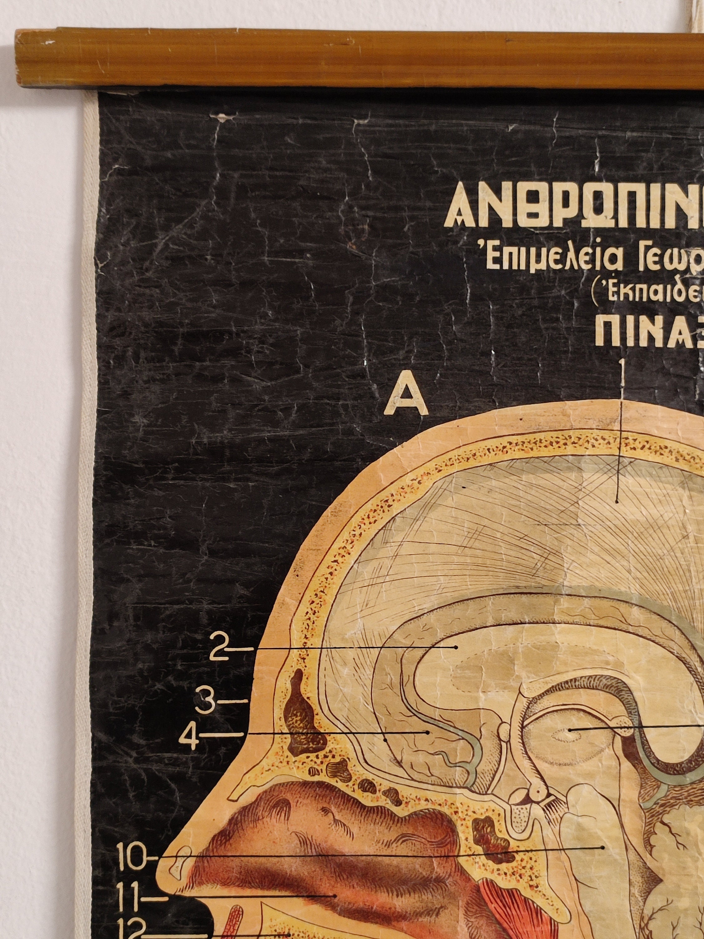 Lithography Map NOS Map Anatomy Map School Map Antique - Etsy