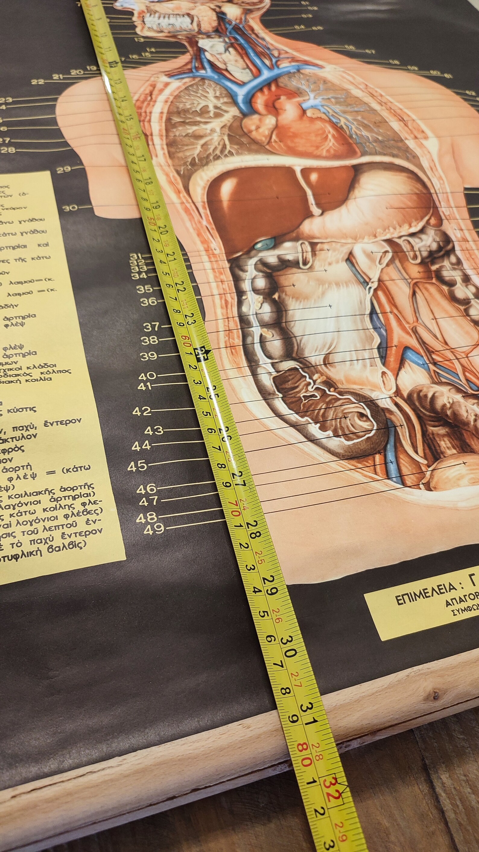 Anatomy Lithography Map, NOS Map, Anatomy Map, School Map, Antique Map ...