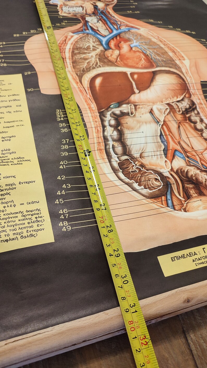 Anatomy Lithography Map, NOS Map, Anatomy Map, School Map, Antique Map ...