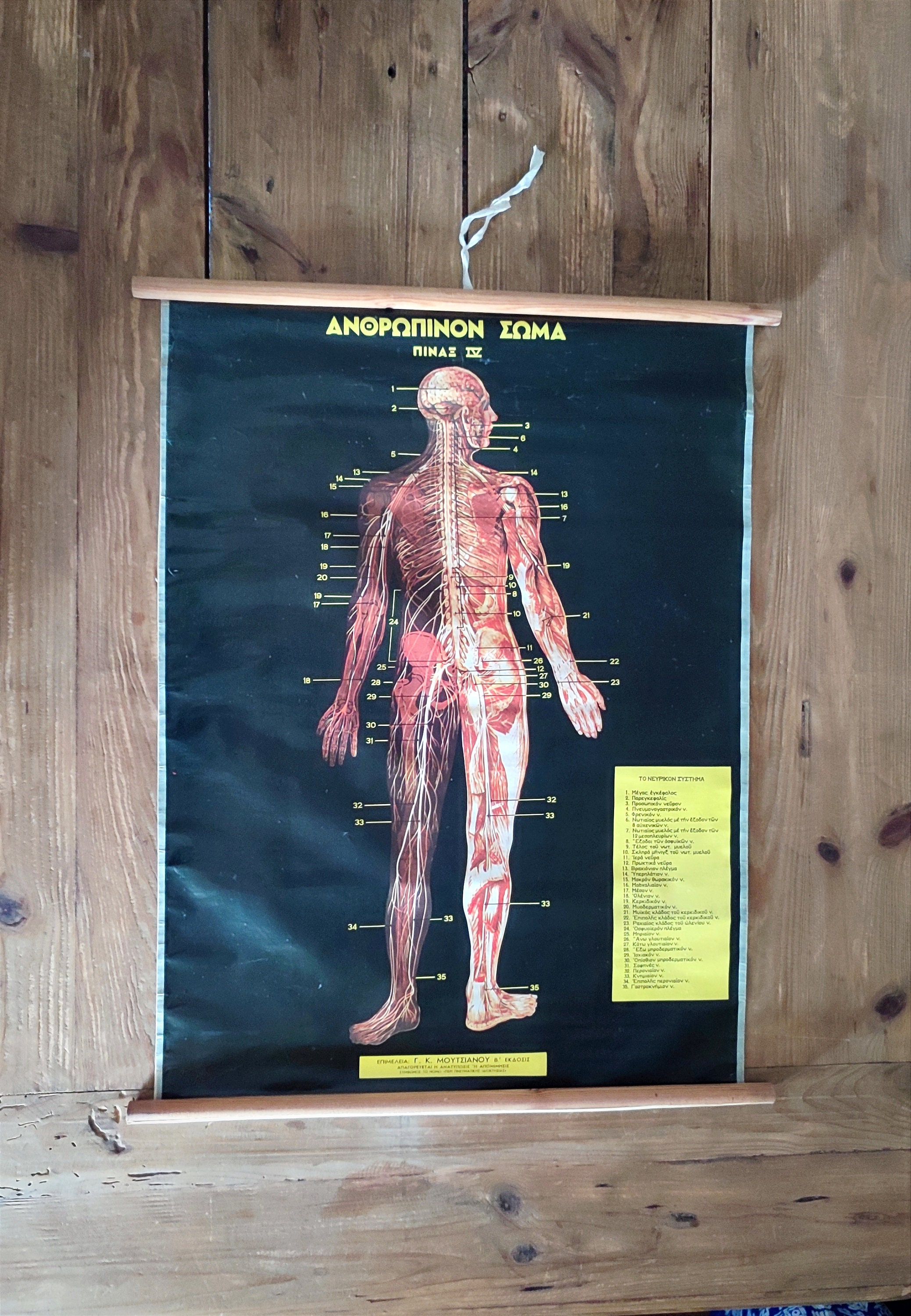 Anatomy Lithography Map, NOS Map, Anatomy Map, School Map, Antique Map ...