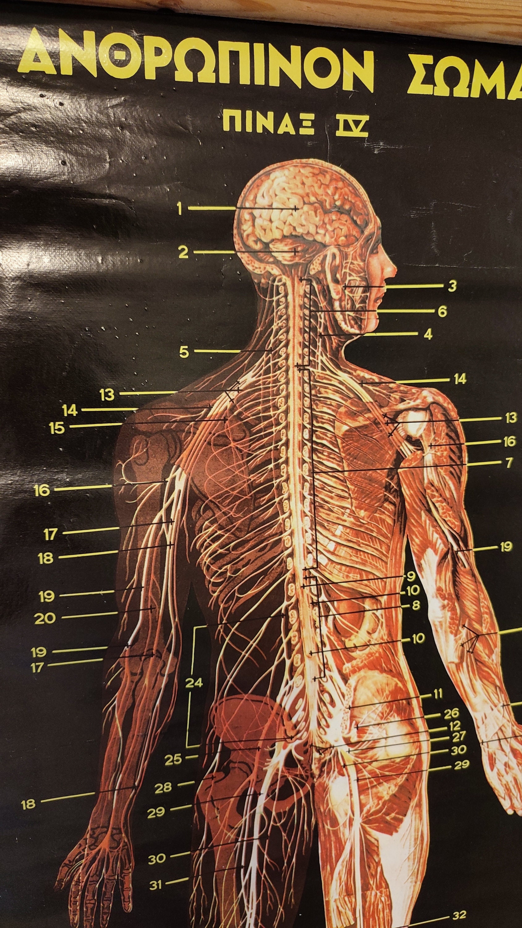 Anatomy Lithography Map, NOS Map, Anatomy Map, School Map, Antique Map ...