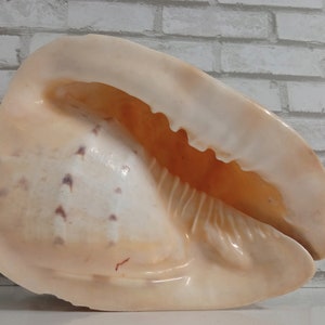 Vintage Natural Ocean Shell, Giant Sea Shell, Huge Striped Shell, Large ...
