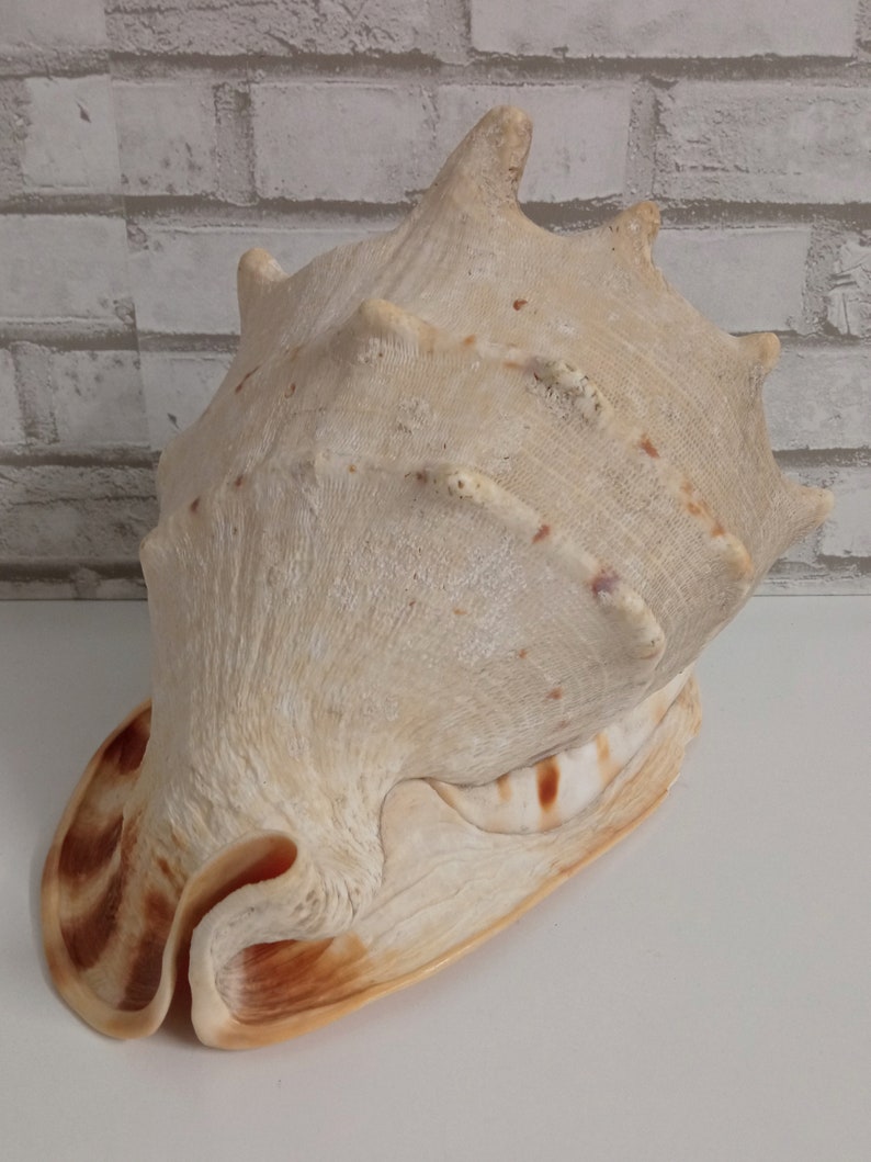 Vintage Natural Ocean Shell, Giant Sea Shell, Huge Striped Shell, Large Seashell, Shell, Big ...