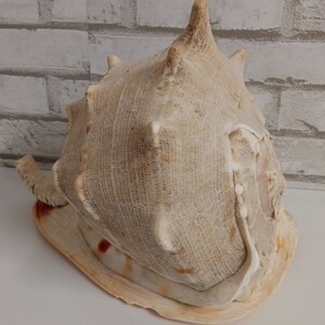 Vintage Natural Ocean Shell, Giant Sea Shell, Huge Striped Shell, Large ...