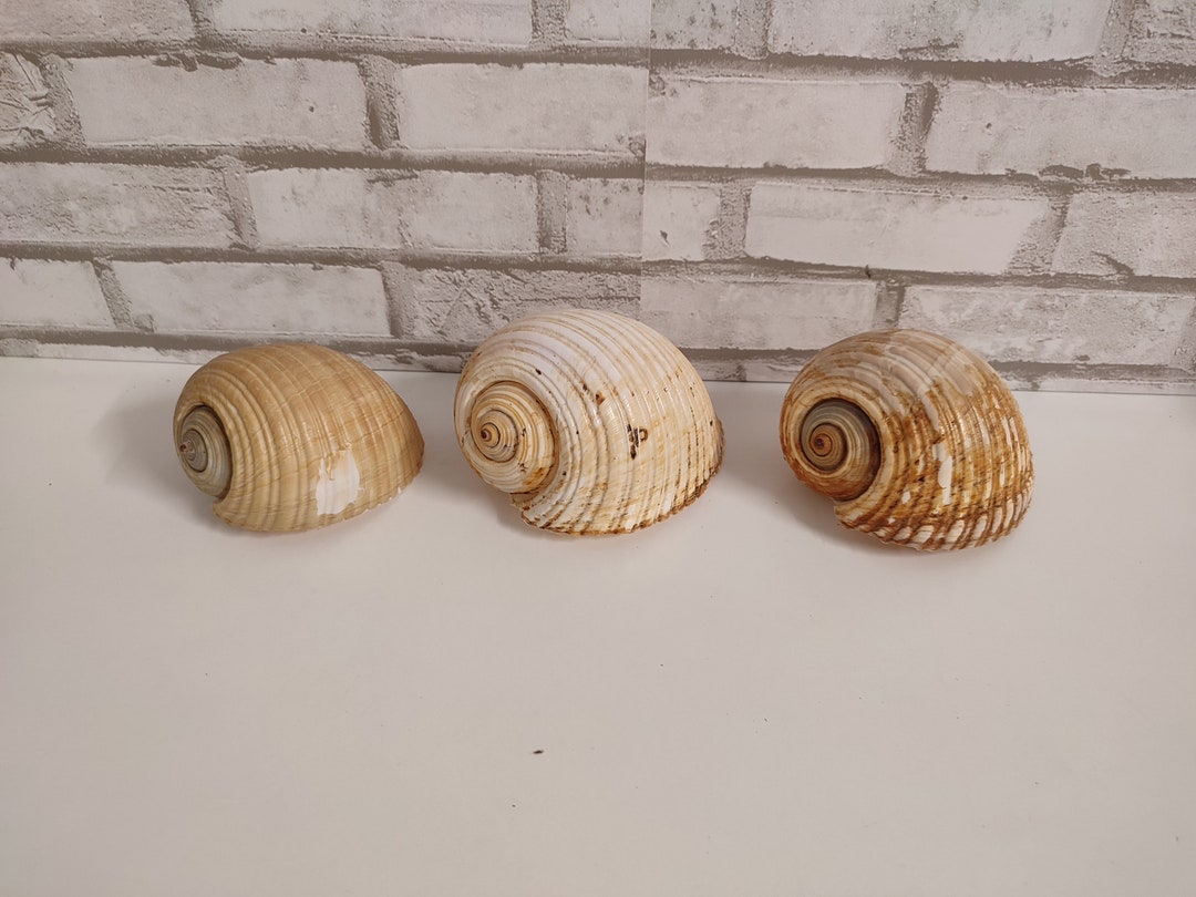 Vintage Natural Ocean Shell 3items Sea Shell Striped - Etsy