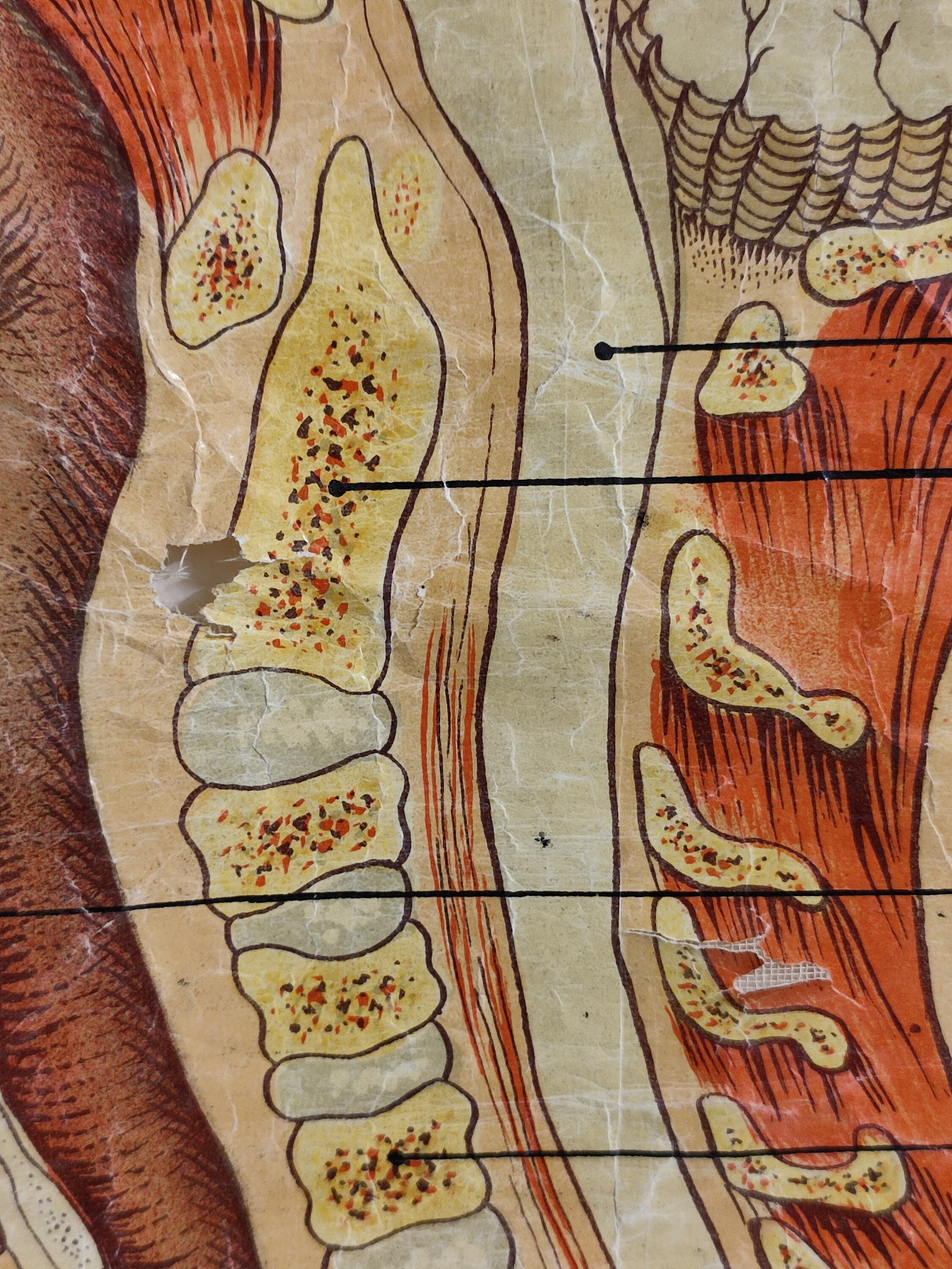 Lithography Map NOS Map Anatomy Map School Map Antique - Etsy
