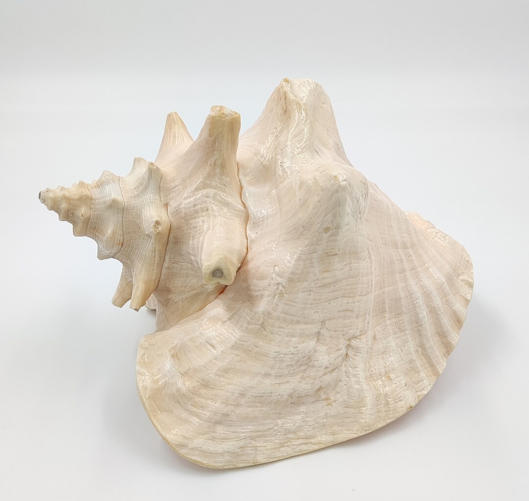 Vintage Strombus Giga Shell 20cm 12cm, Queen Conch Sea Shell ,strombus ...
