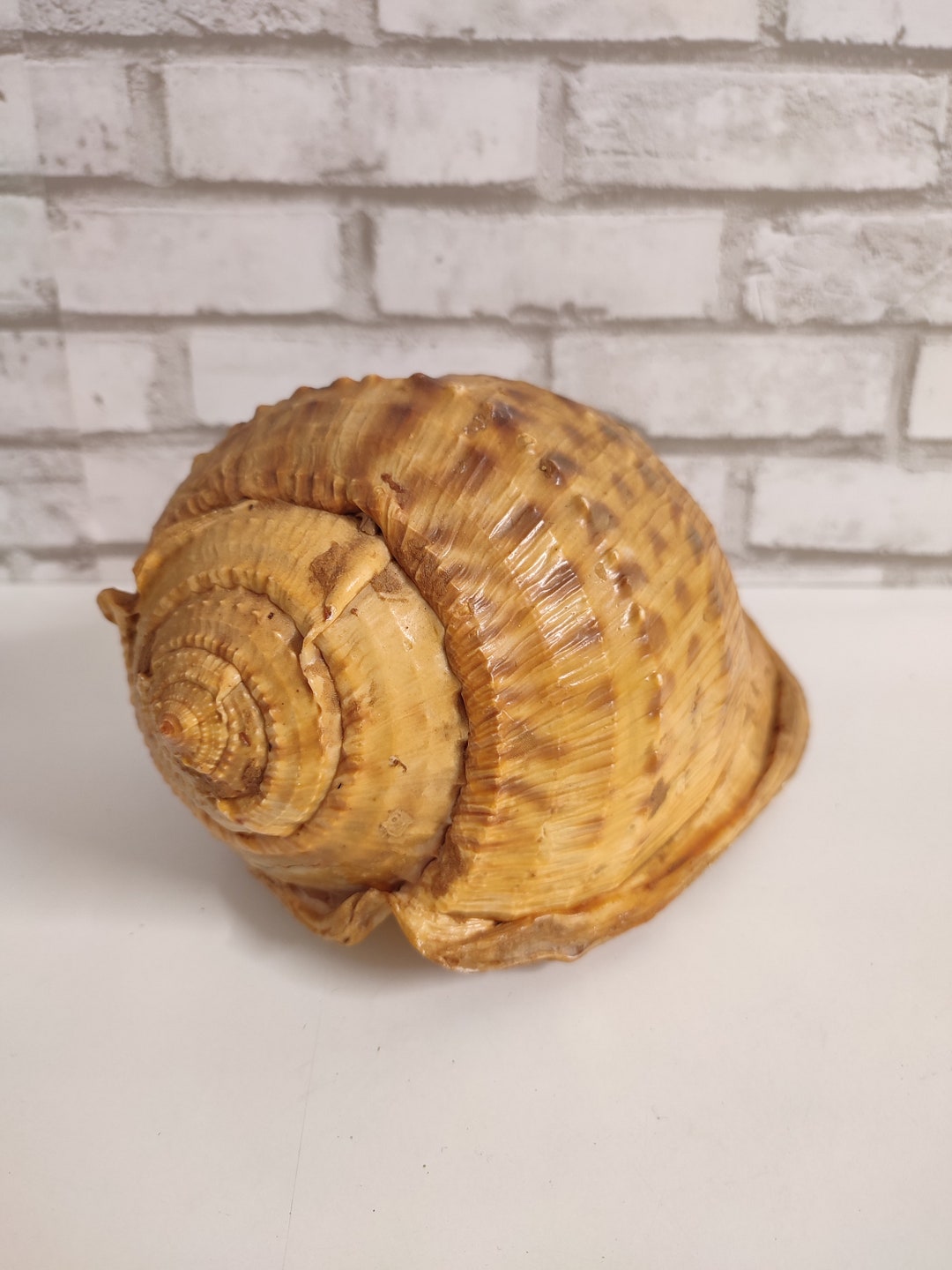 Vintage Natural Ocean Shell, Giant Sea Shell, Huge Striped Shell, Large ...