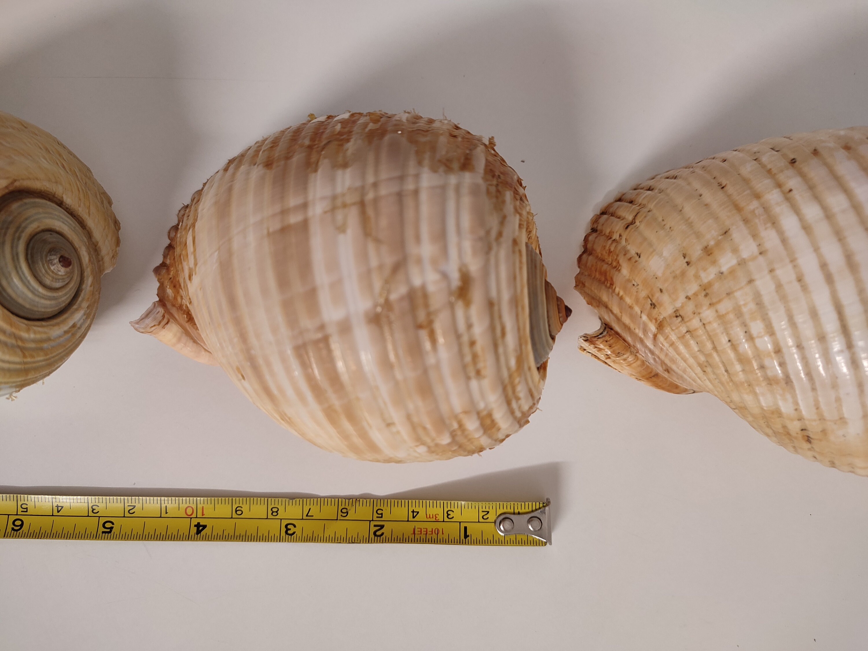 Vintage Natural Ocean Shell 3items Sea Shell Striped - Etsy