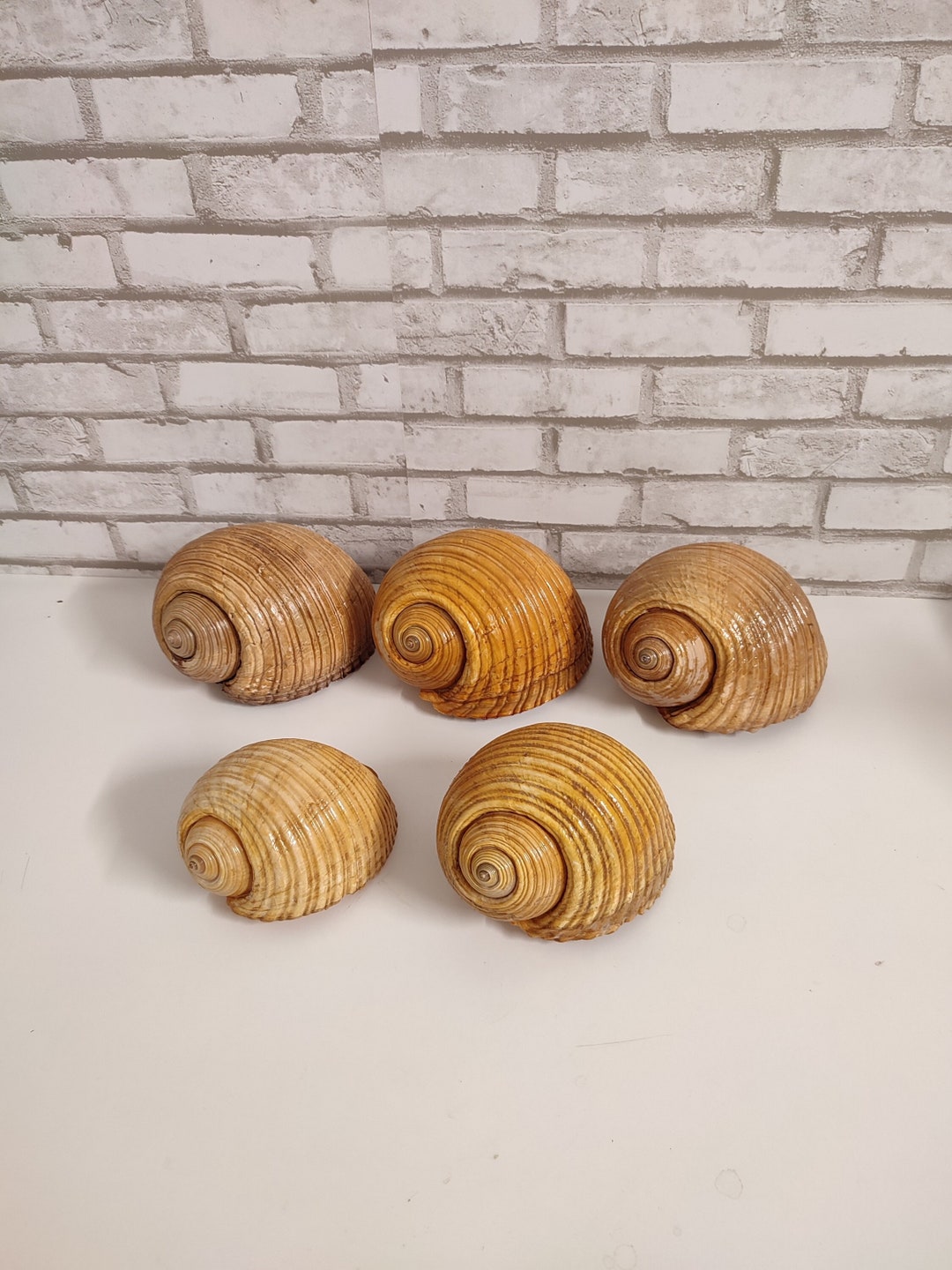 Vintage Natural Ocean Shell 5items , Sea Shell, Striped Shell, Shell ...