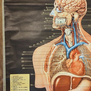 Anatomy Lithography Map, NOS Map, Anatomy Map, School Map, Antique Map ...
