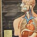 Anatomy Lithography Map, NOS Map, Anatomy Map, School Map, Antique Map ...